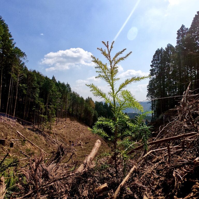 植林 ～ 次世代に残す森 [京都府舞鶴市地頭] | 施業事例集 | 伊東木材株式会社 林業・特殊伐採 - 福知山、丹波、丹後